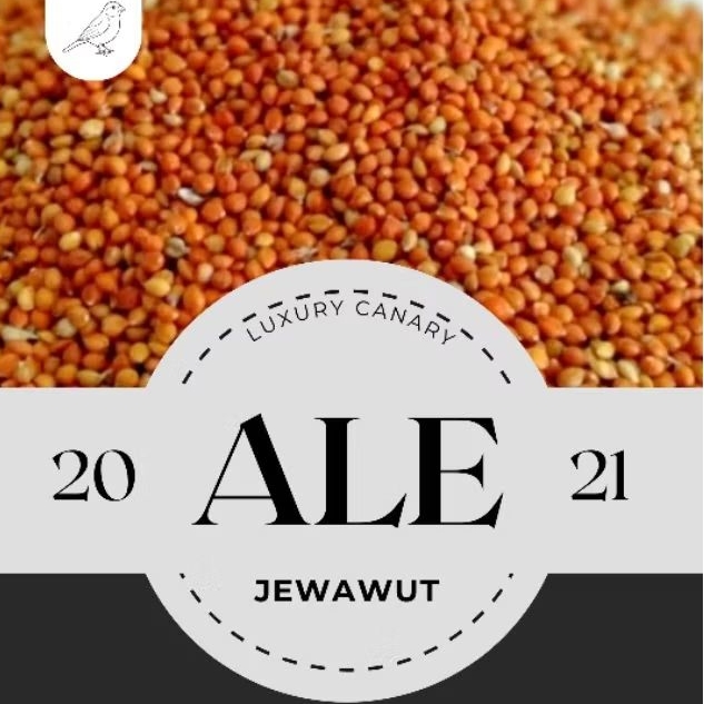 Jual Biji Jewawut/Kunyit Bersih ALE 1Kg | Shopee Indonesia