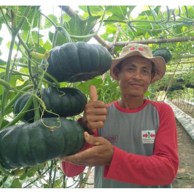 Jual TOKO RZ Bibit Benih Unggul Waluh Hibrida F1 (25 biji) | Shopee ...