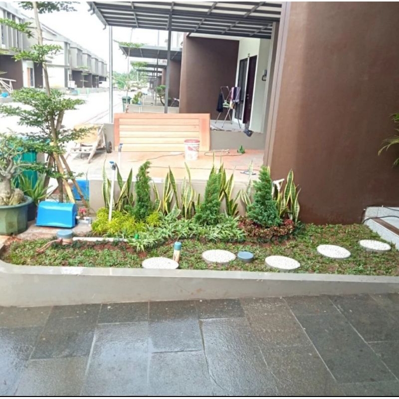 Jual taman rumput gajah mini halus | Shopee Indonesia