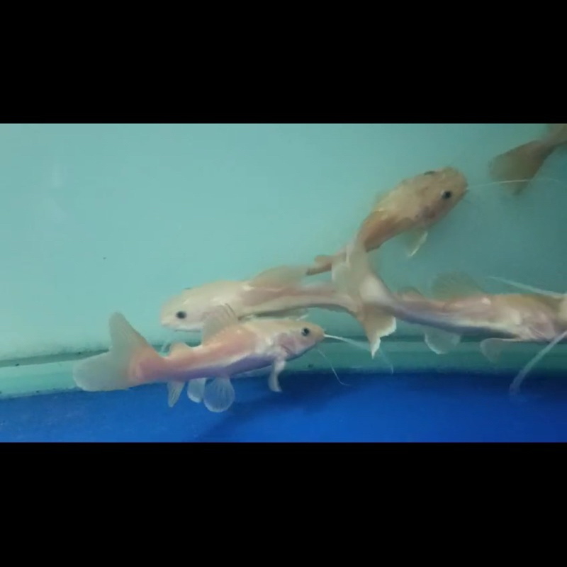 Jual RTC Phantom 13-15cm / Red Tail Cat Fish Phantom 13-15cm | Shopee ...