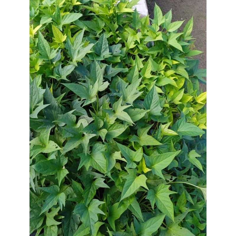 Jual stek ketela daun bintang perikat isi 50 pcs | Shopee Indonesia