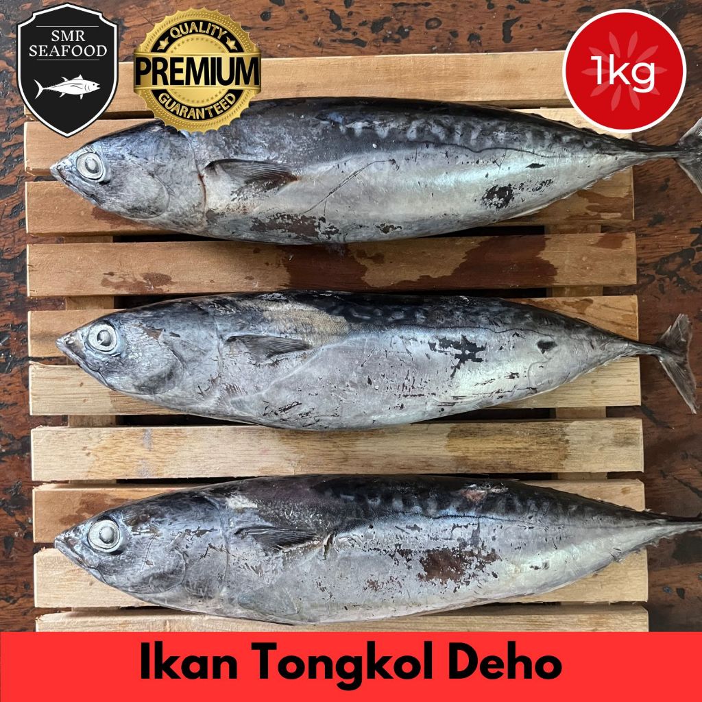 Jual Ikan Tongkol Deho / Tongkol Lisong / Tongkol Kecil | Frozen Beku ...