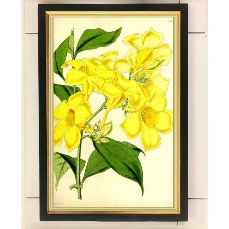 Jual hiasan dinding lukisan cetak bunga alamanda plus bingkai ukuran 65 ...