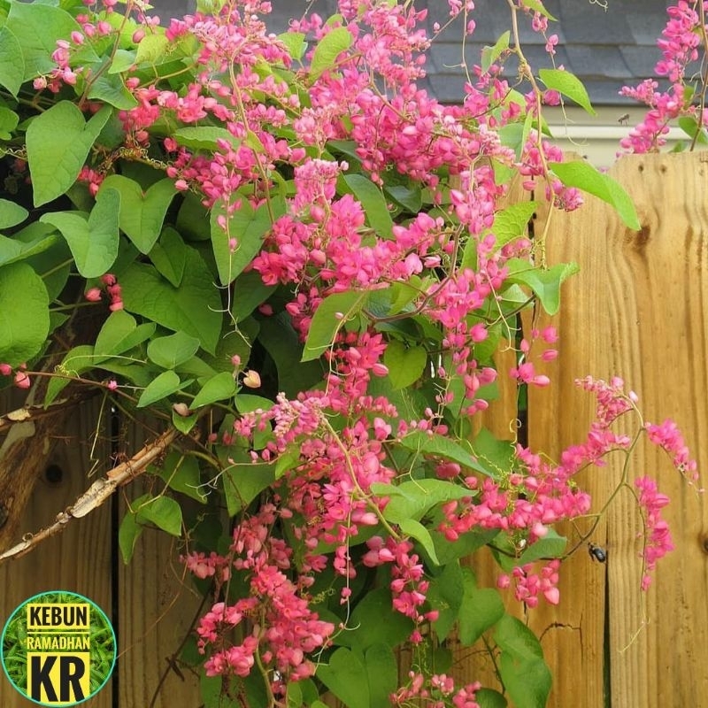 Jual Tanaman Hias!!Tanaman Rambat Bunga Air Mata Pengantin Bunga Pink ...