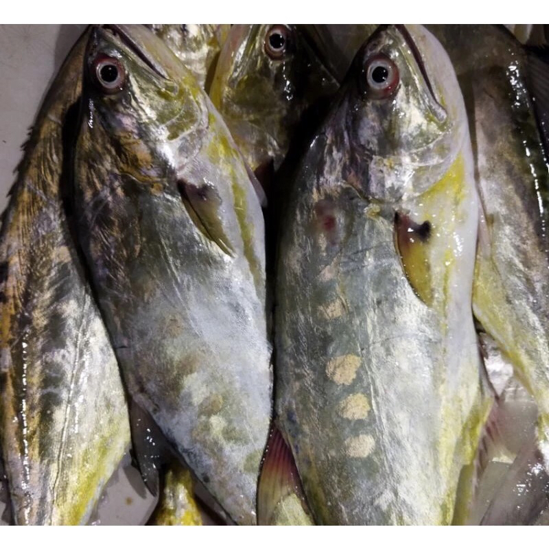 Jual Ikan Talang-Talang Ekoran Jumbo Segar fresh Frozen BERGARANSI ...