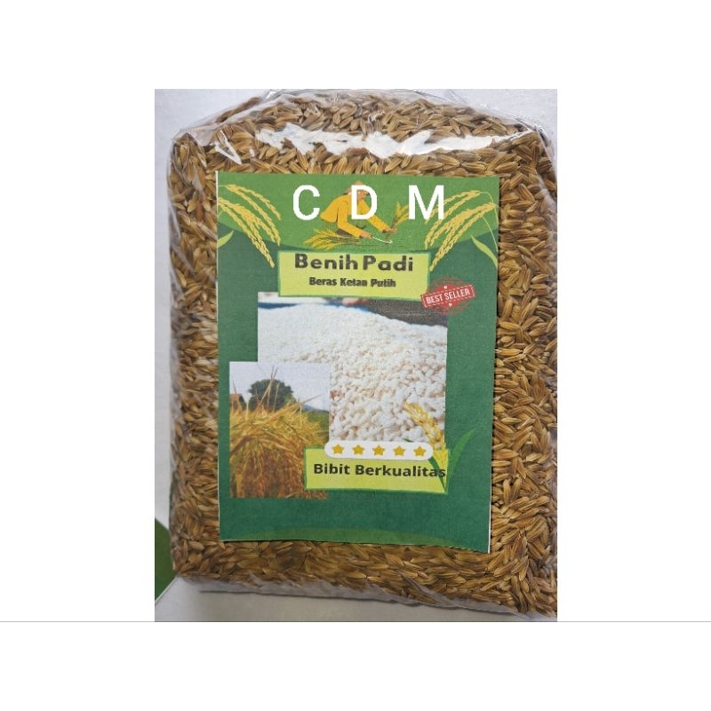 Jual benih padi beras ketan putih huma 1 kg jenis rontok umur 90 hari ...