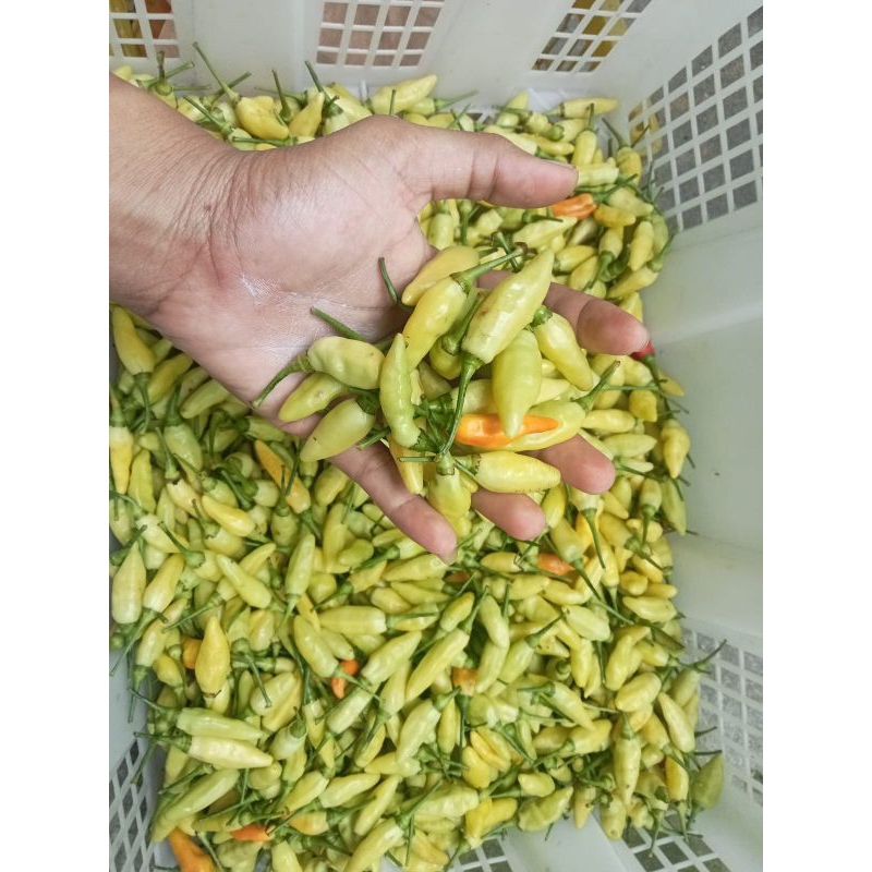 Jual cabe rawit setan fresh 1kg | Shopee Indonesia