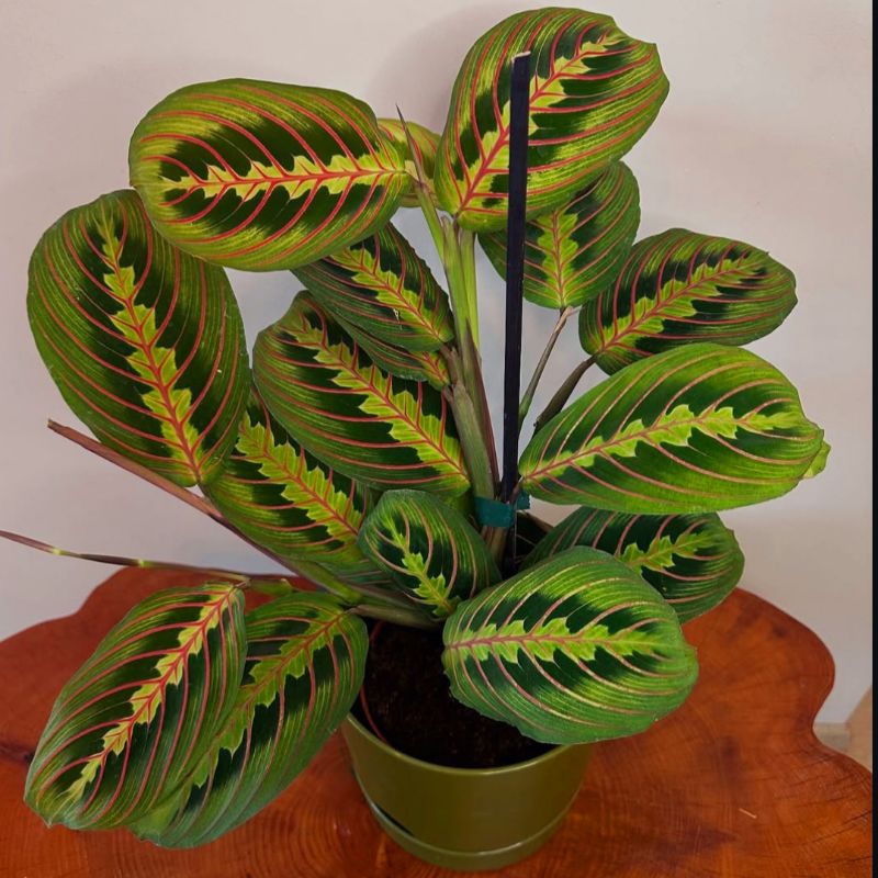 Jual Calathea Maranthai / Calathea kepiting / Kalatea kepiting bibit ...