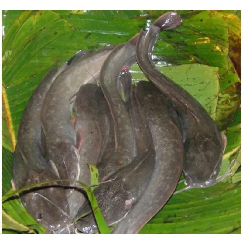 Jual Ikan Lele Fresh Frozen 1Kg Air Tawar BERGARANSI | Shopee Indonesia