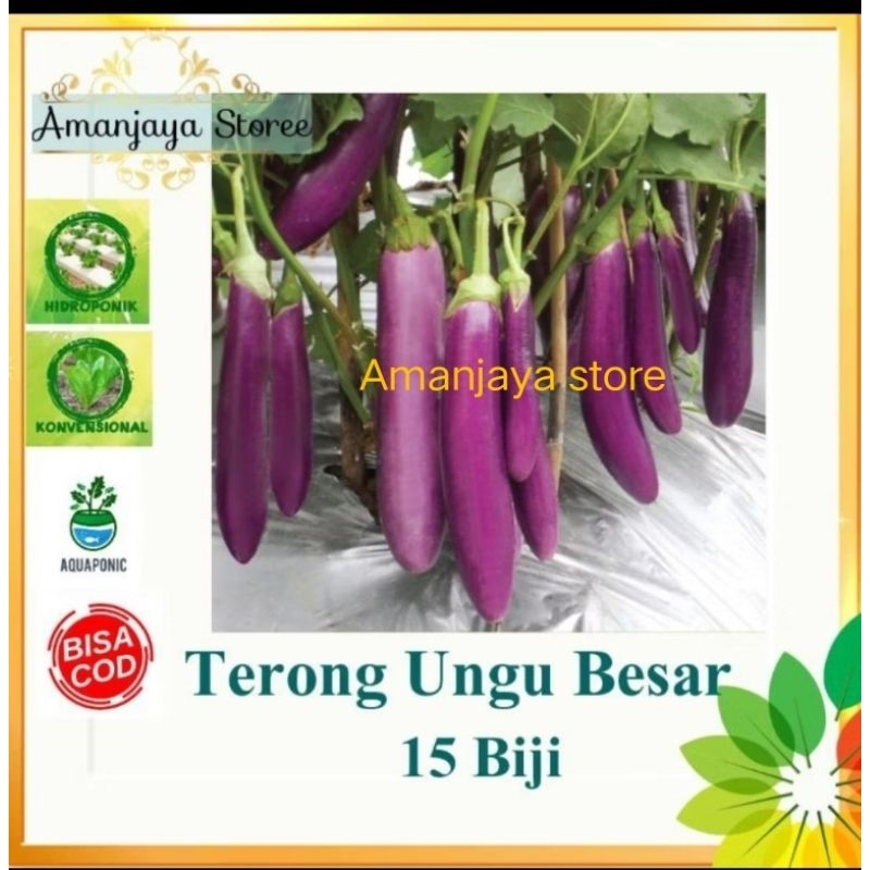 Jual 15 Biji Benih TERONG UNGU BESAR Bungo F1 terong reza bibit sayuran unggul | Shopee Indonesia