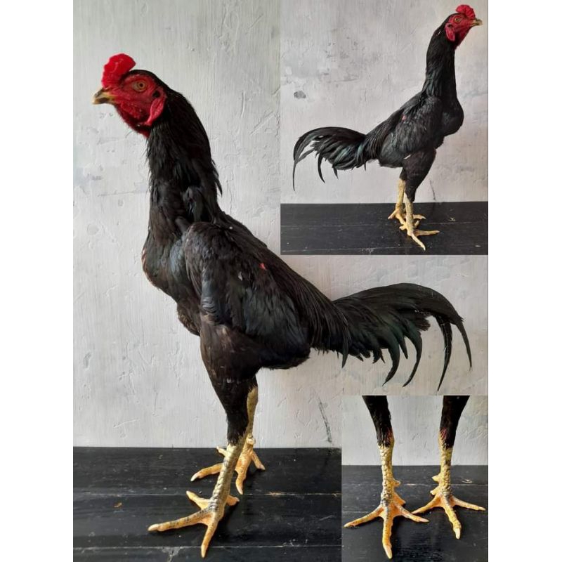 Jual ANAKAN KOYGON PAKHOY BRAKOT | Shopee Indonesia