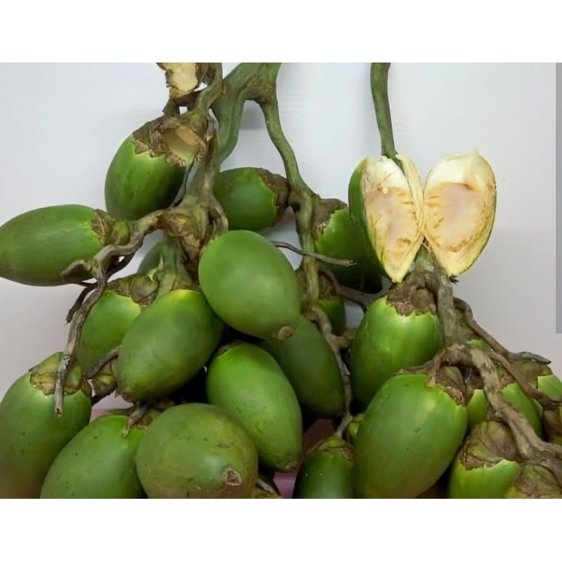 Jual Pinang Muda fresh 1kg/Buah pinang muda segar | Shopee Indonesia