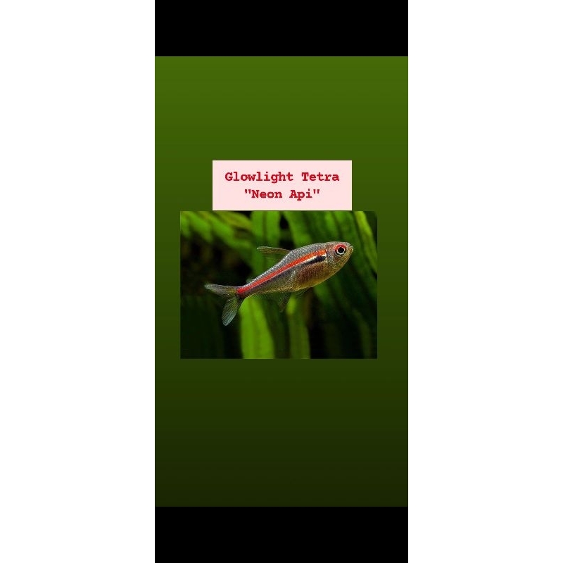 Jual Ikan Neon Api (Glowlight Tetra) | Shopee Indonesia