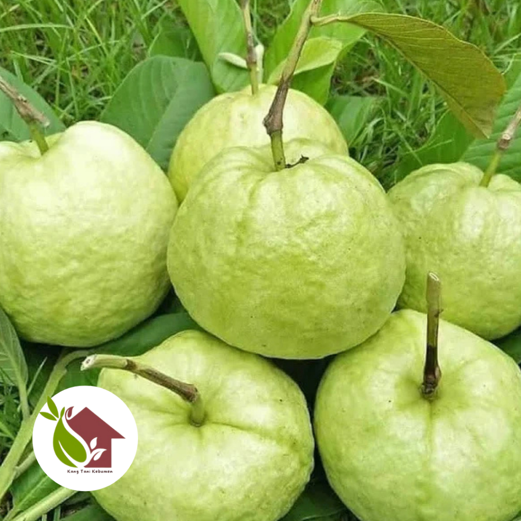 Jual Jambu kristal tanpa biji Jambu kristal 1 kg Jambu kristal segar ...