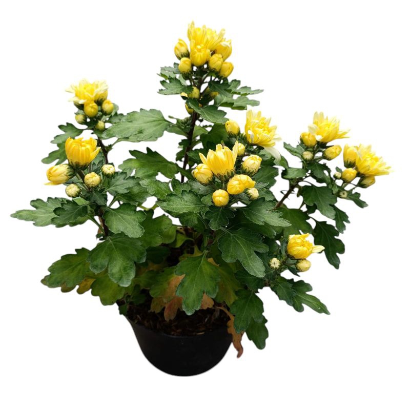 Jual tanaman hias bunga Krisan kuning grade A dijamin rimbun | Shopee ...