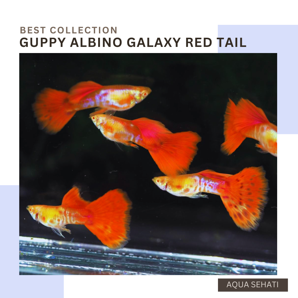 Jual ikan hias guppy gupi snake skin albino red tail GRADE A | Shopee Indonesia