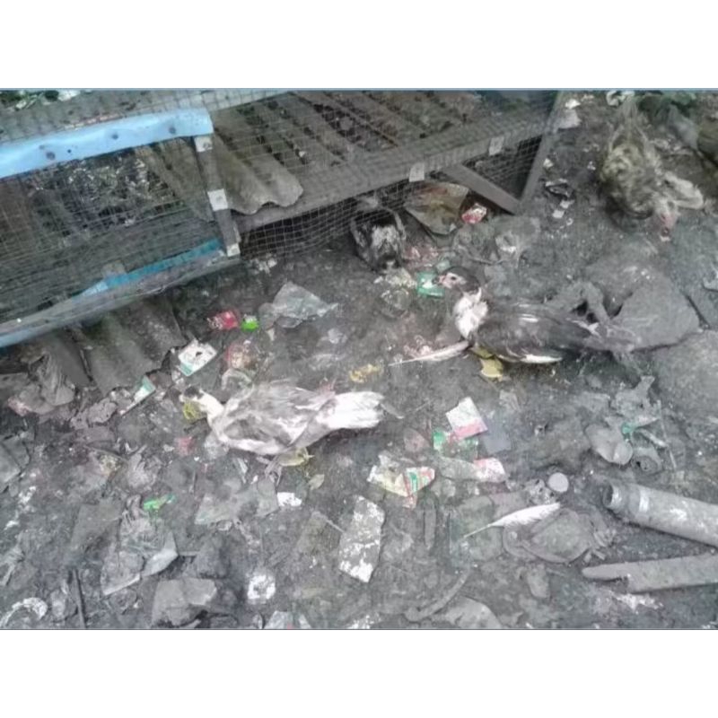 Jual Entok Rambon Super | Shopee Indonesia