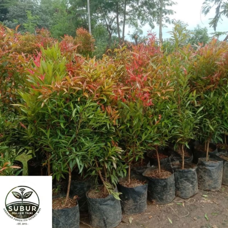 Jual TANAMAN PUCUK MERAH/pohon pucuk merah besar rimbun | Shopee Indonesia