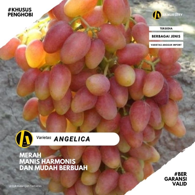 Jual Bibit Anggur Import Angelica | Shopee Indonesia