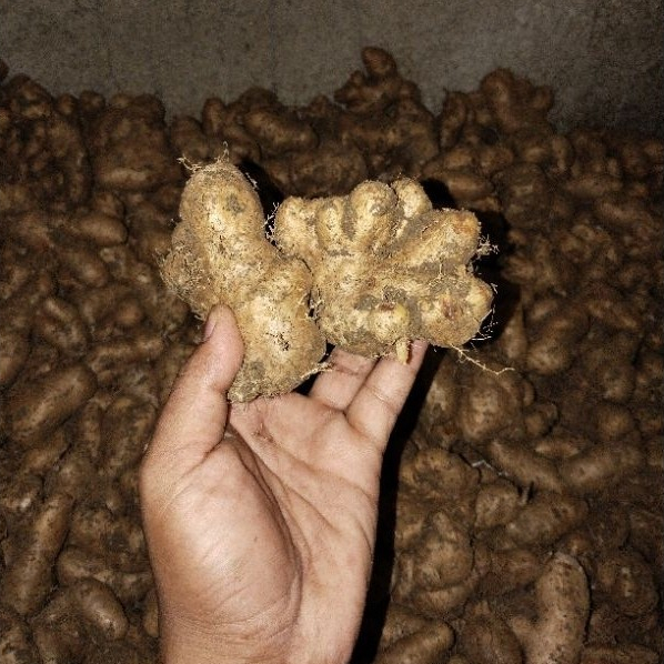 Jual Ubi Gembili Segar 500 Gram - Umbi Tradisional Kaya Manfaat ...