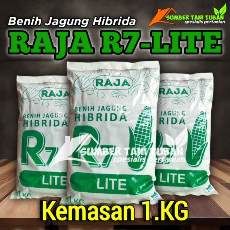 Jual BENIH JAGUNG HIBRIDA RAJA-R7 LITE (KEMASAN 1 KG) | Shopee Indonesia