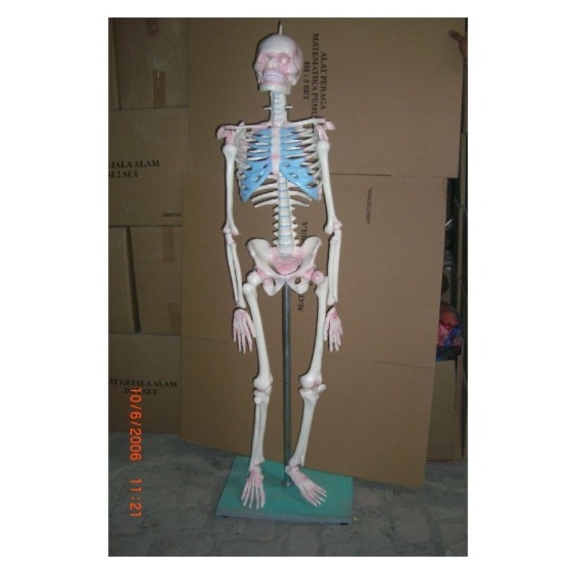 Jual phantom kerangka manusia dewasa 180 cm | Shopee Indonesia