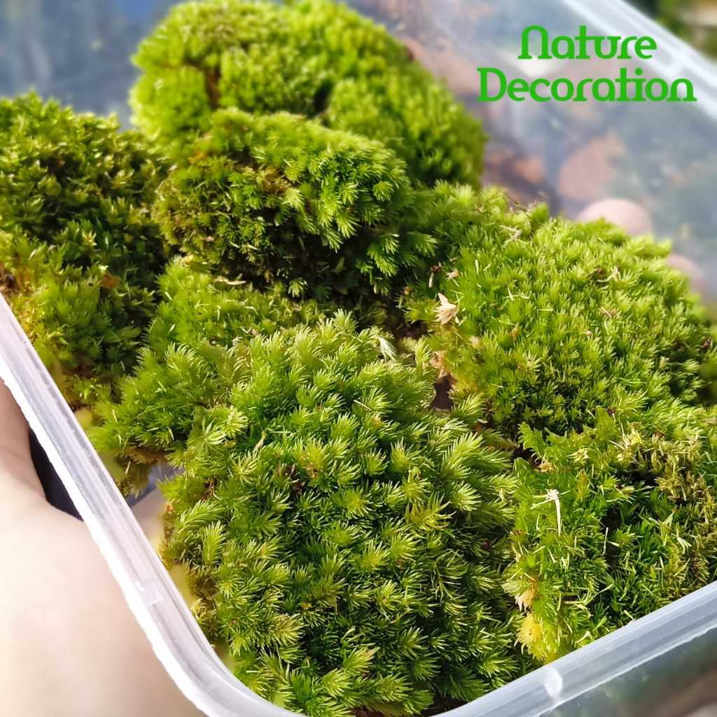 Jual Pincushion Moss Tanaman Terarium Paludarium Vivariu / Moss Darat ...