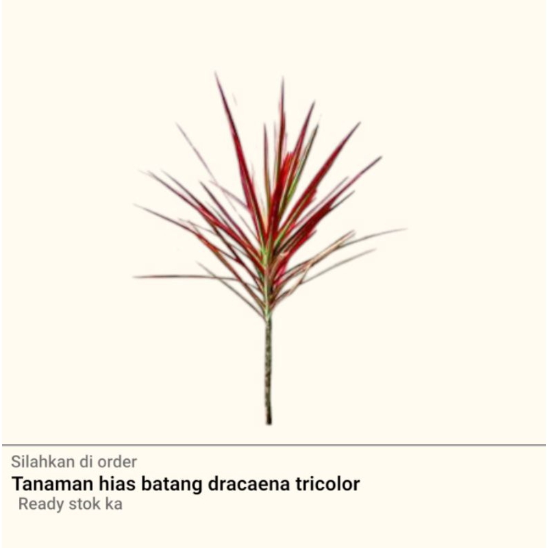 Jual Tanaman setek batang dracaena compacta tricolor 35cm | Shopee ...