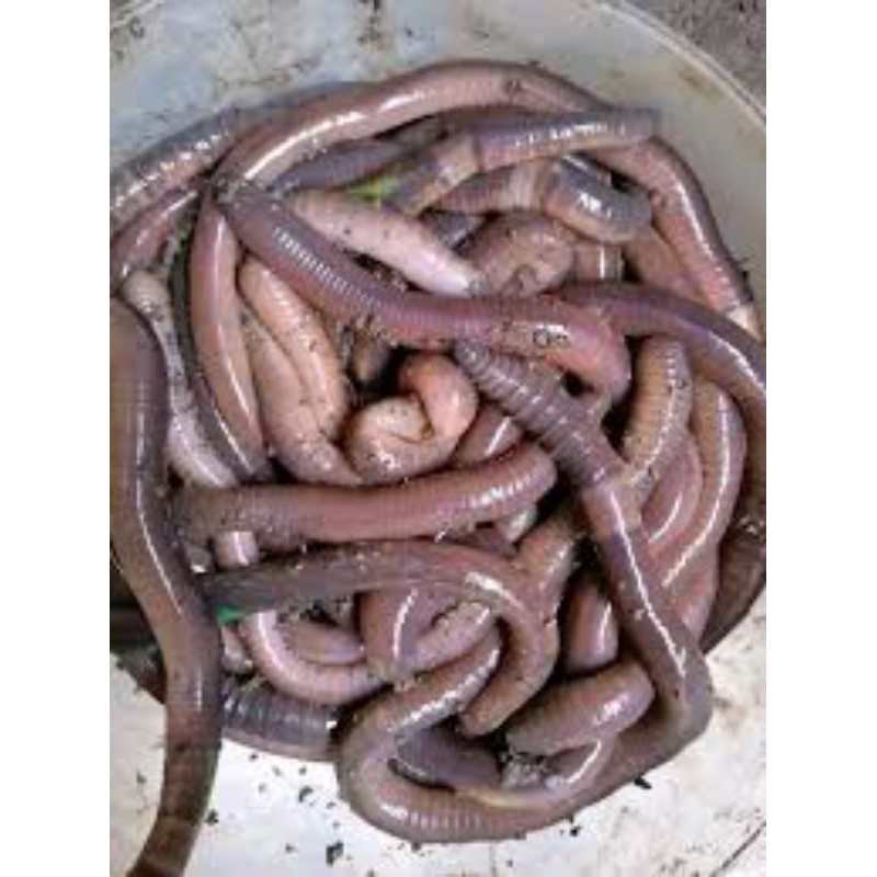 Jual Cacing kalung untuk pakan ikan atau untuk obat tipes | Shopee ...