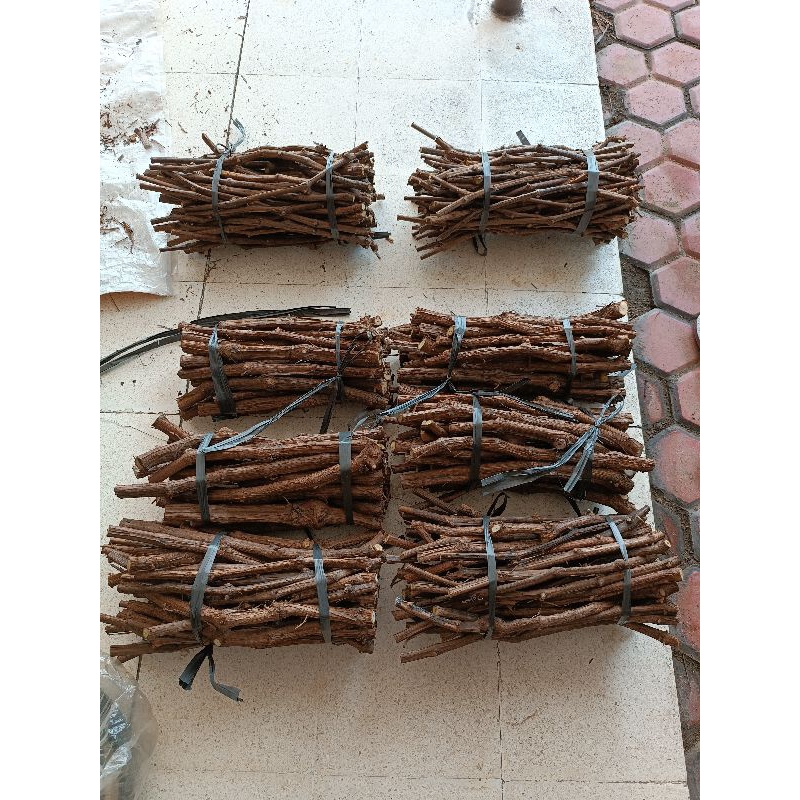 Jual cutting anggur red master RM rootstock | Shopee Indonesia