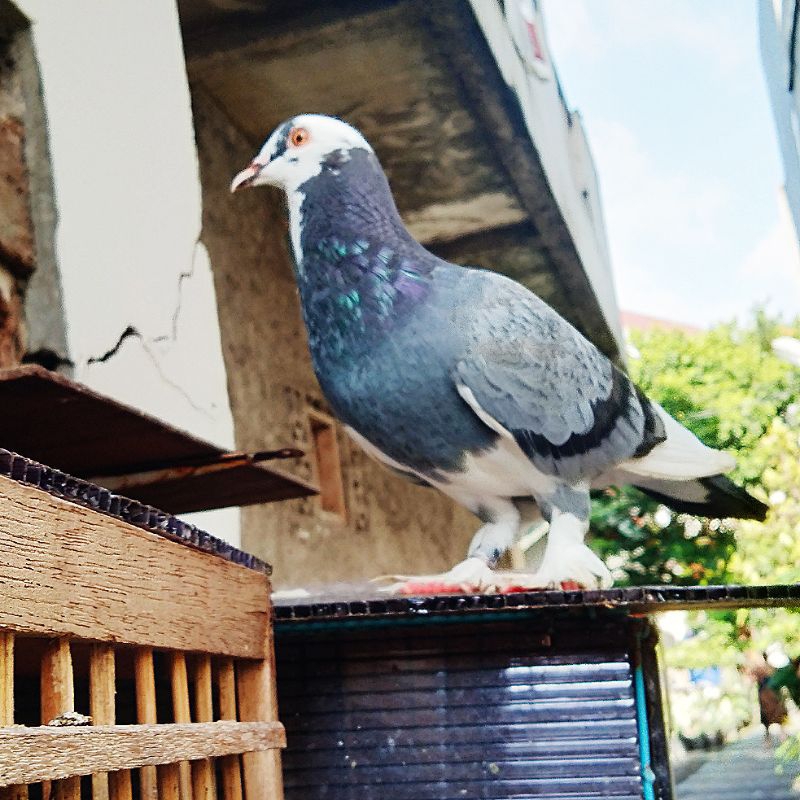 Jual Merpati Burung dara belentong sepasang giring real vict | Shopee ...