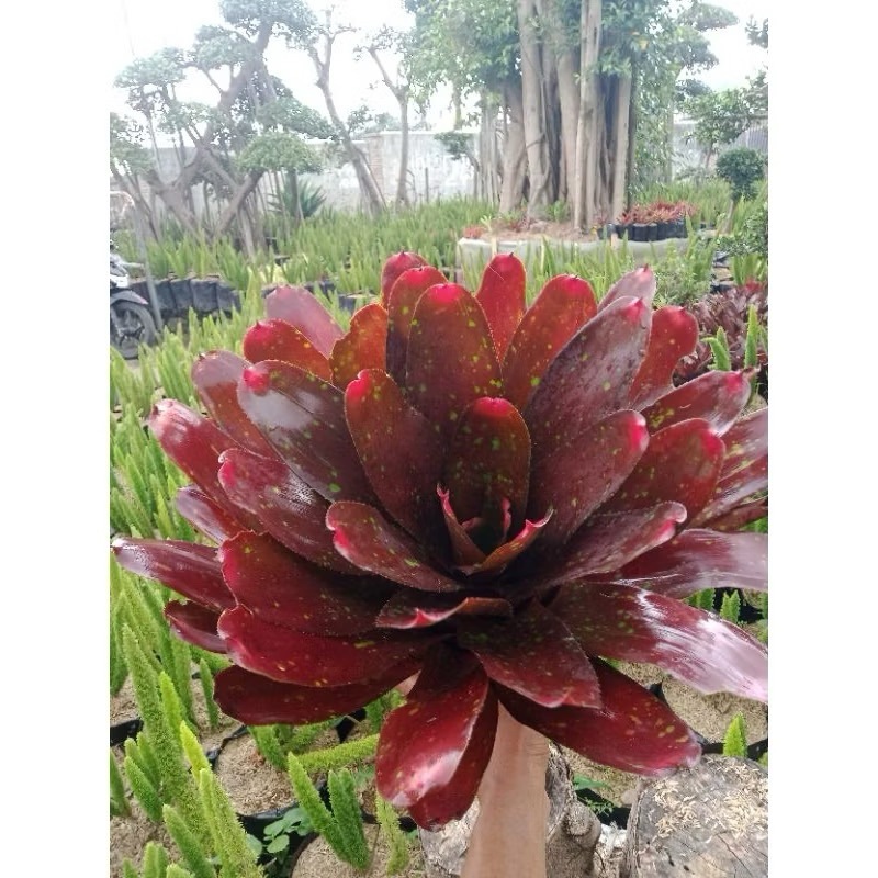 Jual Tanaman bromelia mawar merah/oeser black forest besar | Shopee ...