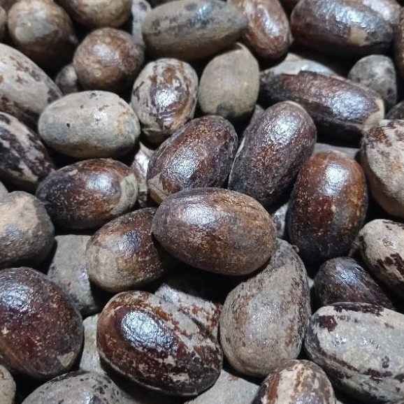 Jual Pala cangkang lonjong | Shopee Indonesia