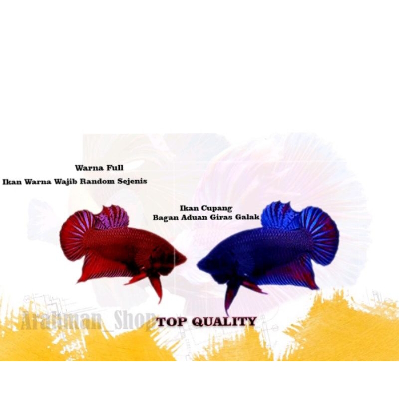 Jual stiker ikan cupang bagan | Shopee Indonesia