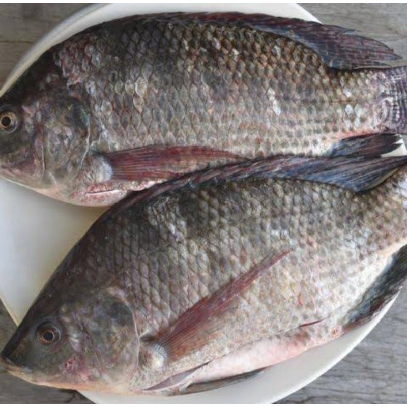 Jual Ikan Nila Toba 1 ekor 800gr (Belum Dibersihkan) | Shopee Indonesia