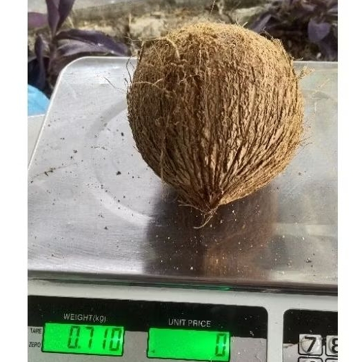 Jual 1 butir Kelapa Tua sudah dikupas tanpa sabut berat minimal 800 ...