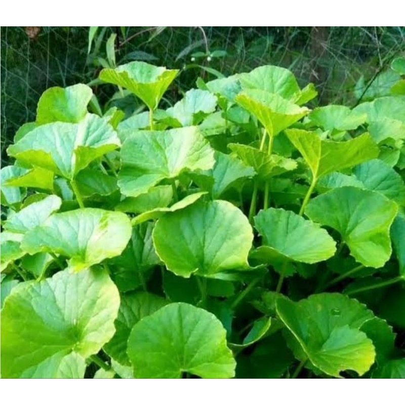 Jual Jual daun antanan segar atau daun pegagan 500 gram | Shopee Indonesia