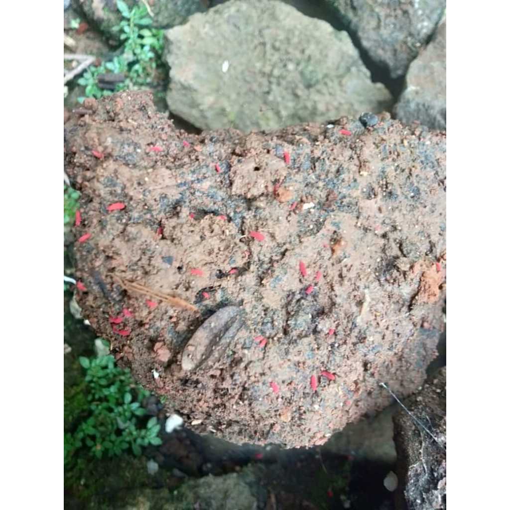 Jual RED SPRING TAIL (ISI 50 EKOR) | Shopee Indonesia