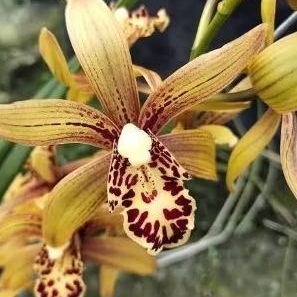 Jual chubby plant tanaman hidup anggrek tanah cimbidium chens ruby ...