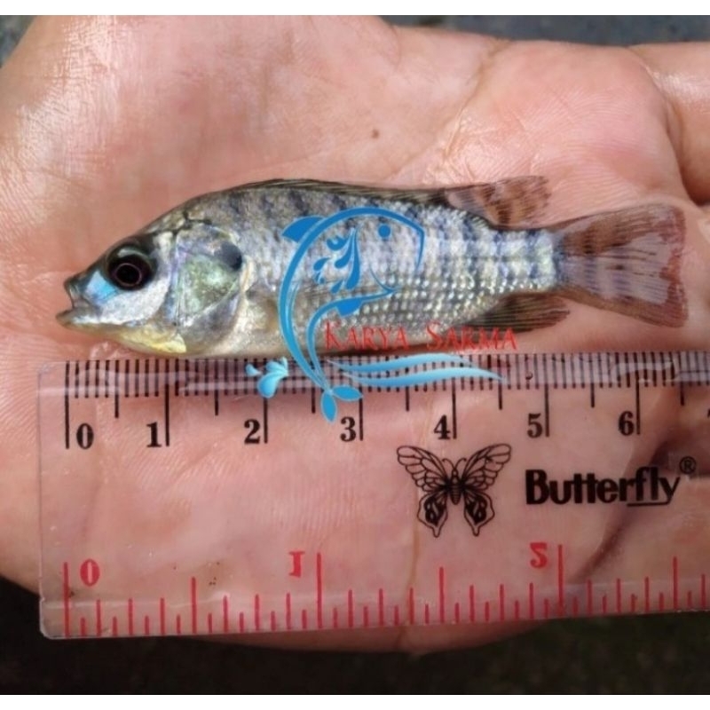 Jual Bibit Ikan Nila Hitam ± 2-3 inchi / Benih Ikan Nila Hitam ± 2-3 ...