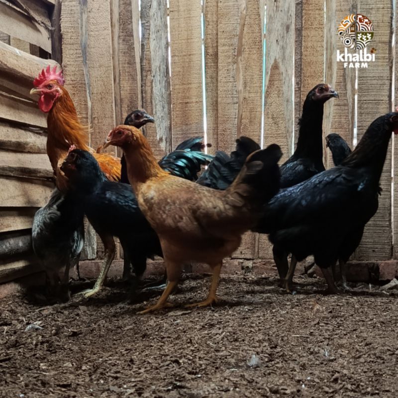 Jual Induk Ayam Kampung KUB | Shopee Indonesia