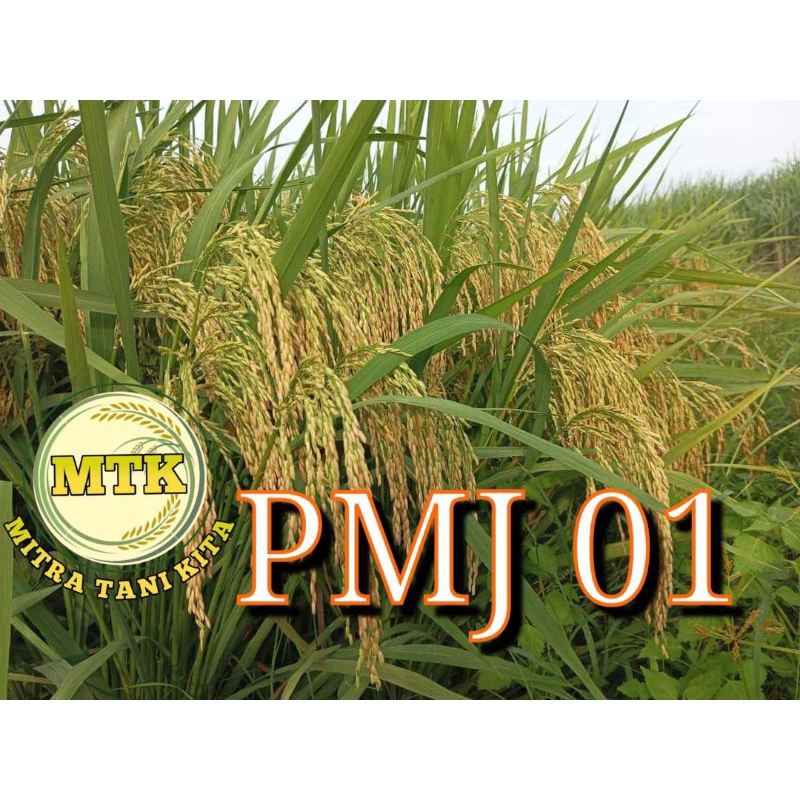Jual BENIH PADI PMJ 01(padi malai jumbo) TERBARU kemasan 5kg ASLI | Shopee Indonesia