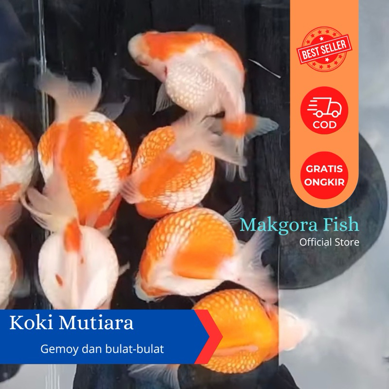 Jual Ikan Hias Mas Koki Mutiara Tikus Jagung 4-6cm Goldfish Maskoki ...