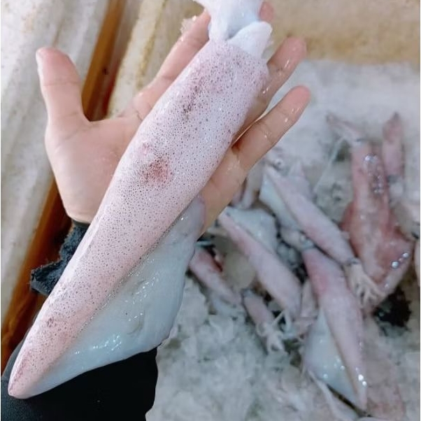 Jual Cumi Segar Besar 1 kg / Cumi loligo besar | Shopee Indonesia