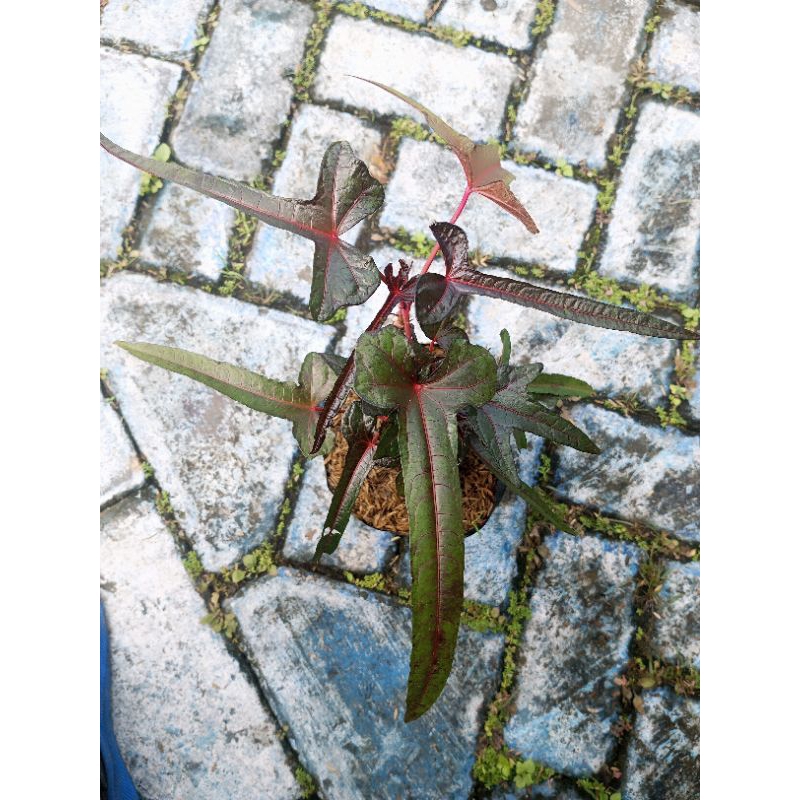 Jual Bibit Tanaman Abelmoschus Sp Papua | Shopee Indonesia