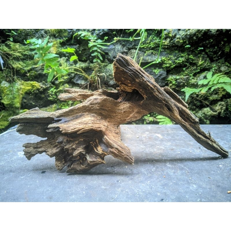Jual Kayu rentek aquascape murah | Shopee Indonesia