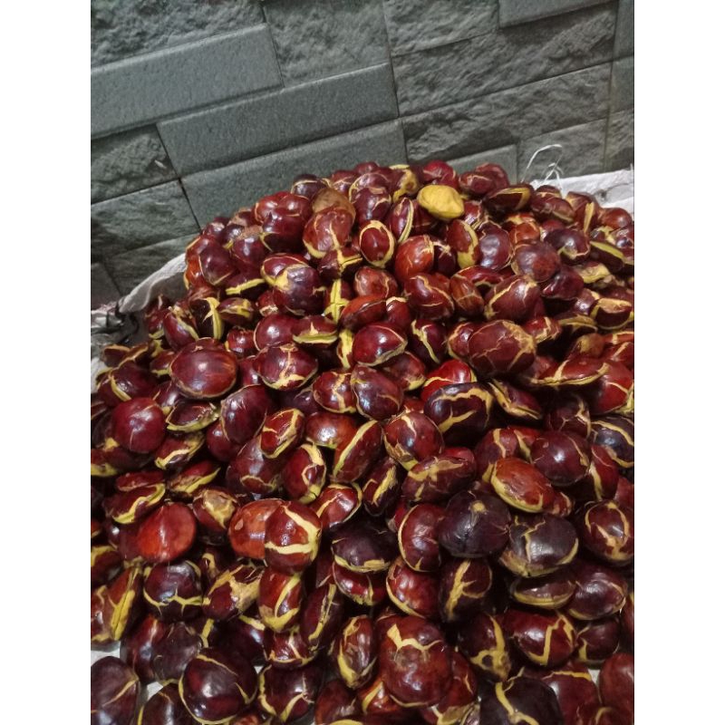 Jual jengkol super tua 1 kg | Shopee Indonesia