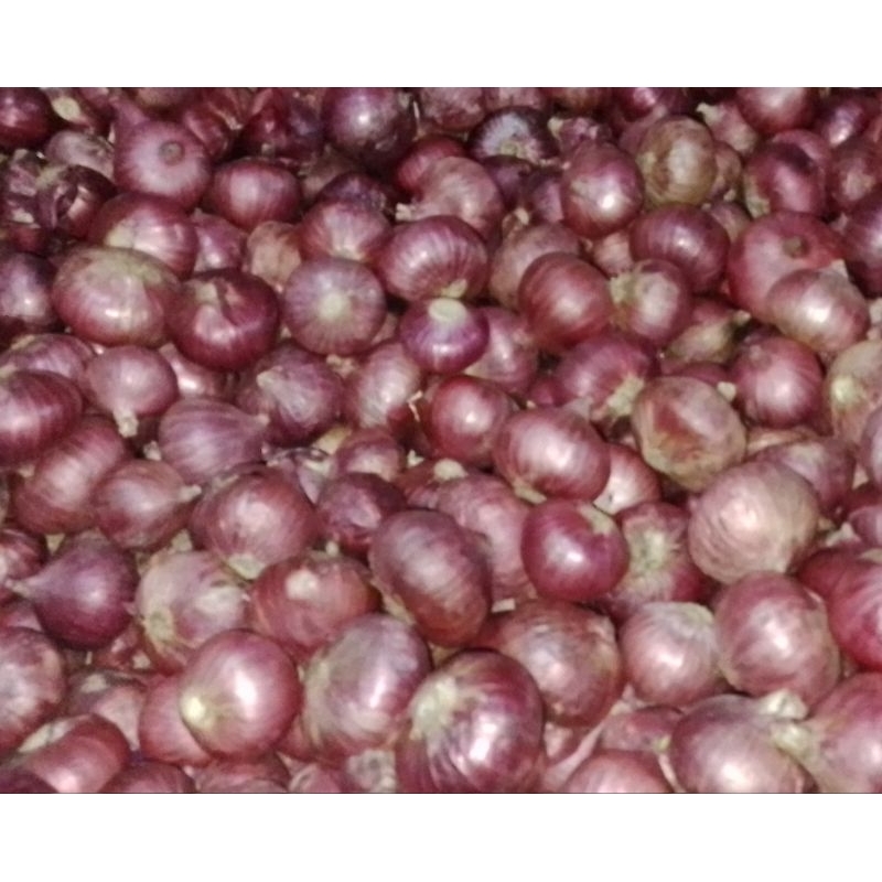Jual RB Bawang Merah India/Bawang Peking 1kg | Shopee Indonesia