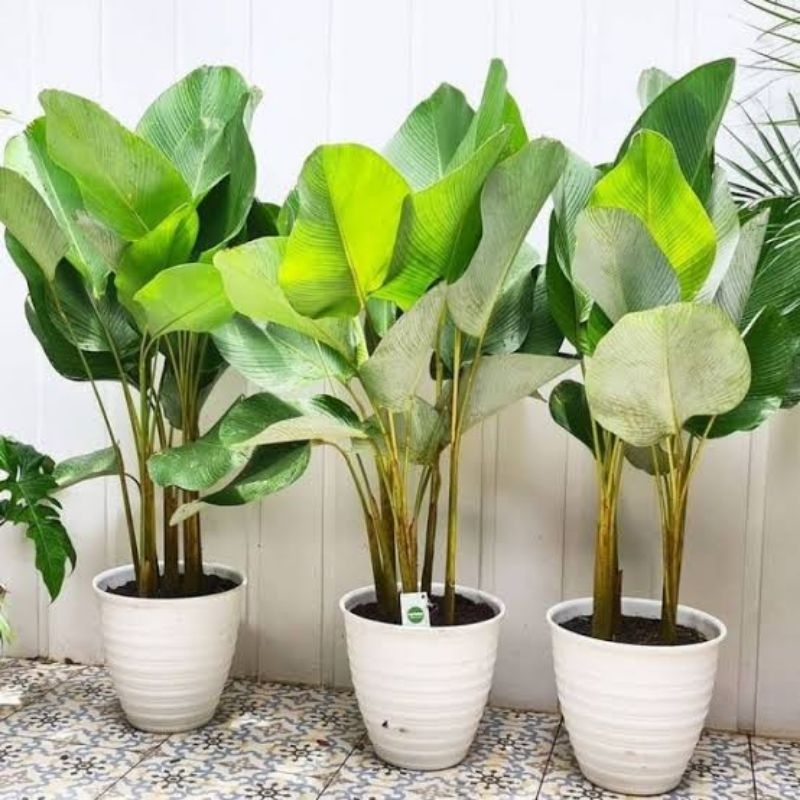 Jual ( BISA COD ) Tanaman Hias Calatea Lutea Pisang Calathea Tanaman ...