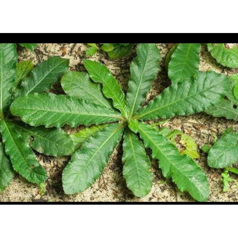 Jual daun dan akar tapak liman tumbuhan herbal alami 500gram | Shopee ...